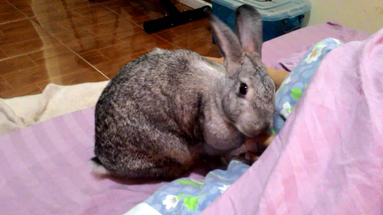rabbit waking up her dad - YouTube