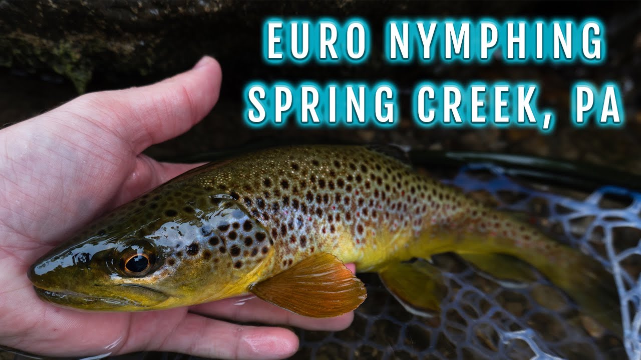 Euro Nymphing Spring Creek PA in Early August - YouTube