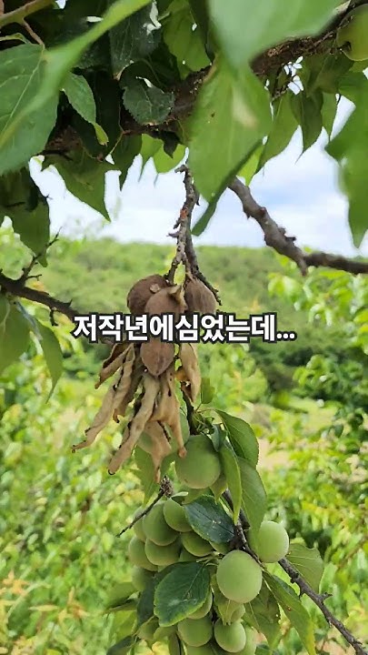 촌에심음 가성비좋은 매실나무 크게 신경안써두 잘자라 주네요 약안쳐두됨 앵두 호두 블루베리 매실 이4종류는 꼭심어보세요