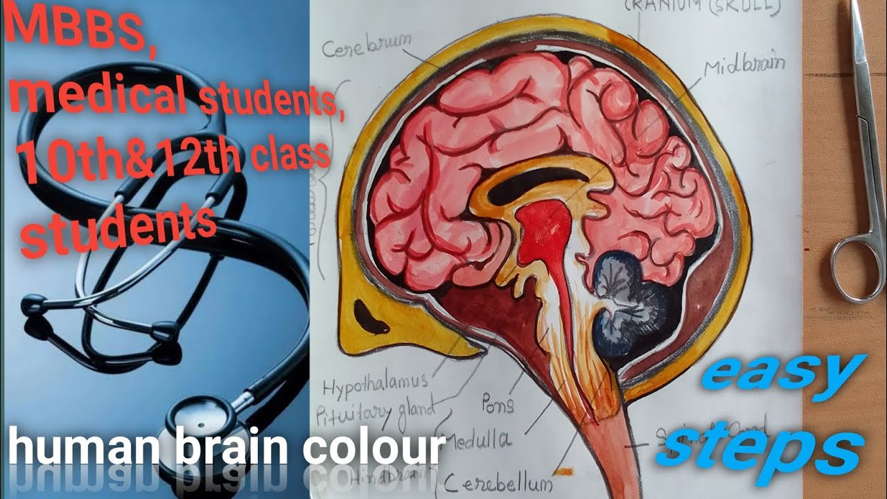 how to draw a human brain for Examination and project working!(MBBS ...