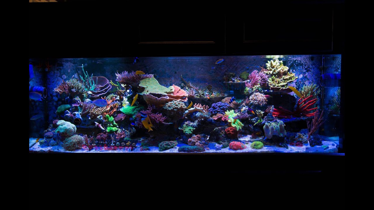 180 gallon reef tank - YouTube