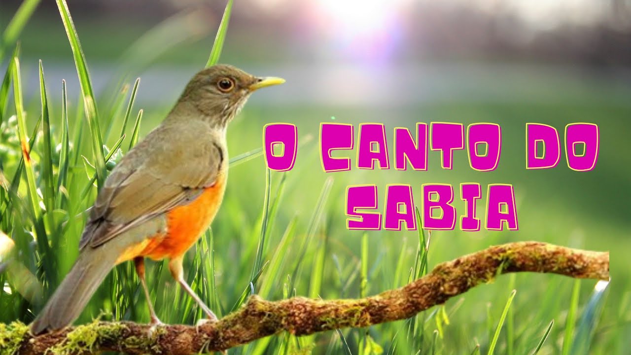 o belo canto do sabiá laranjeira canta flauta. - YouTube
