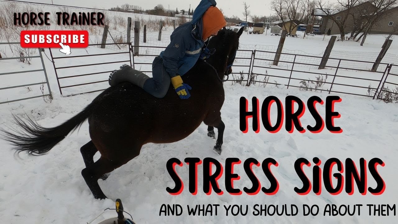 Horse Stress Signs: And what you should do about them! - YouTube