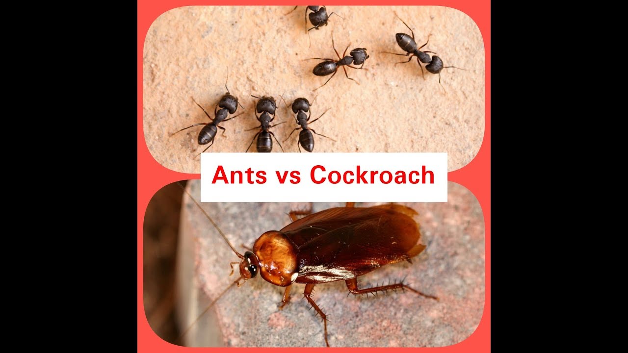 Ants Vs Cockroach, Ants use divide and conquer when a big Cockroach not ...