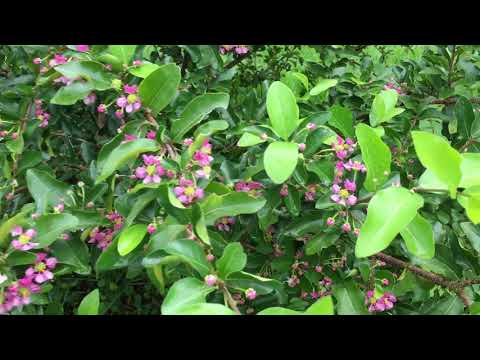 Florida Sweet Variety BARBADOS CHERRY aka Acerola Cherry - YouTube