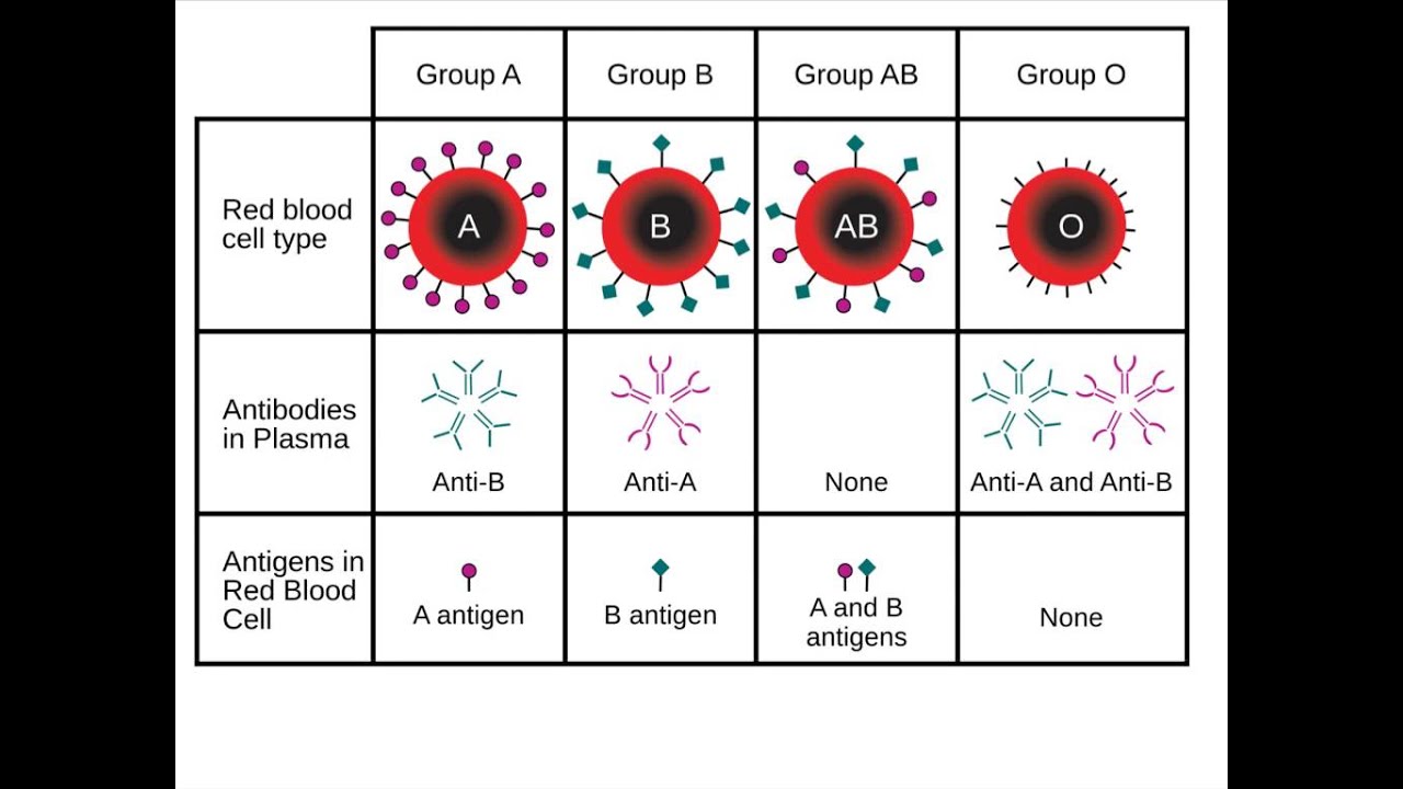 AP Biology Genetics part 2 - YouTube