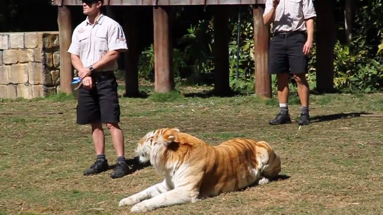 TIGER ISLAND - Dream World HD (part one) - YouTube