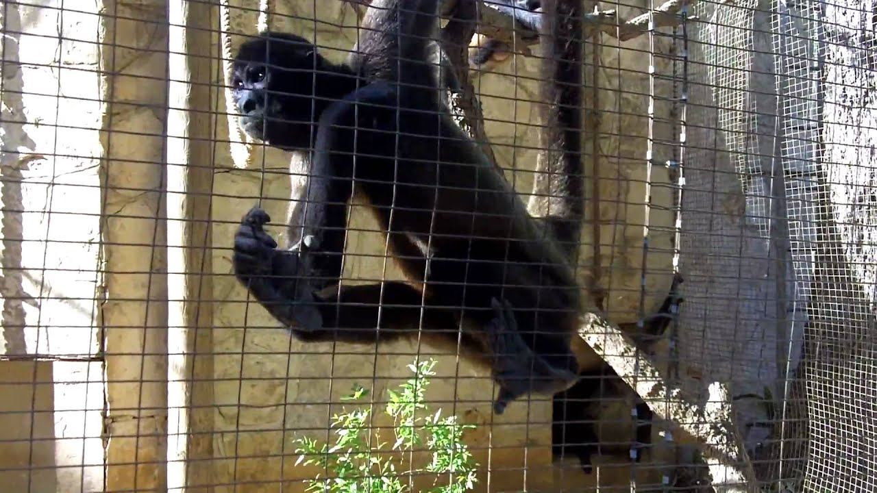 Monkey peeing! - YouTube