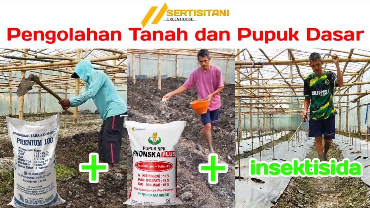 Pupuk Dasar dan Pengolahan Tanah di dalam Greenhouse Pasca panen Hingga ...