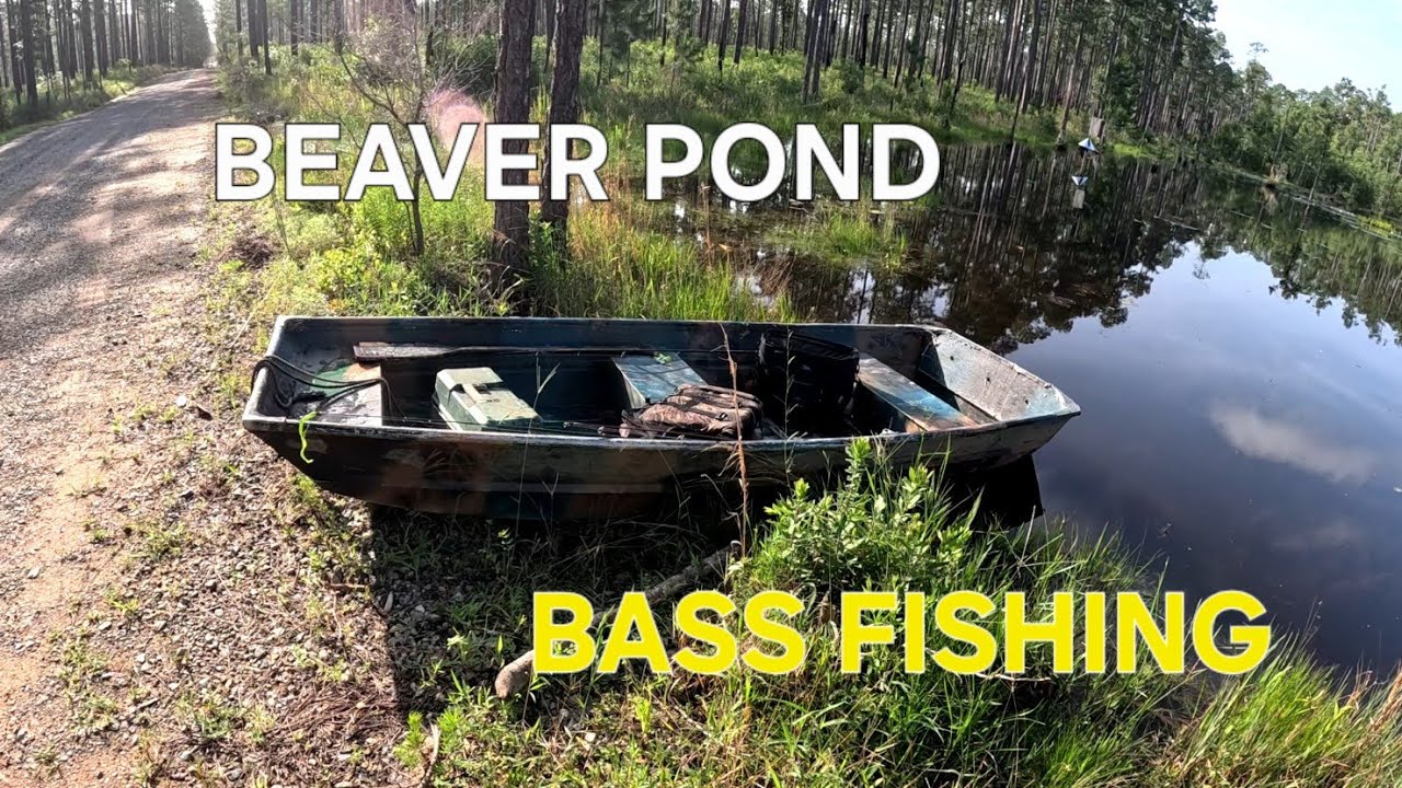 Fishing for Bass in beaver Ponds!!! Florida - YouTube