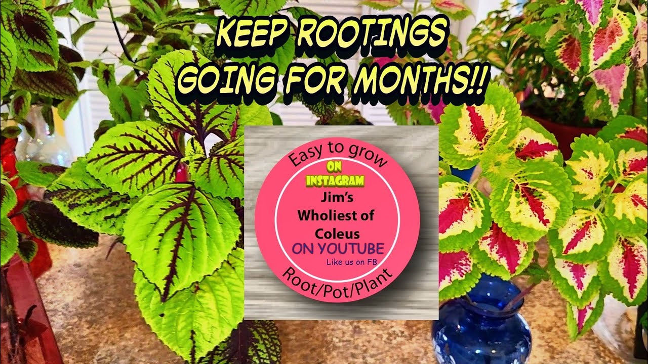 How to keep Coleus Rootings and Overwintered Coleus thru Fall and ...