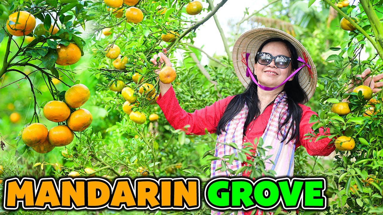 🇻🇳 Exploring A Massive Mandarin Grove In Dong Thap - Vietnam - YouTube