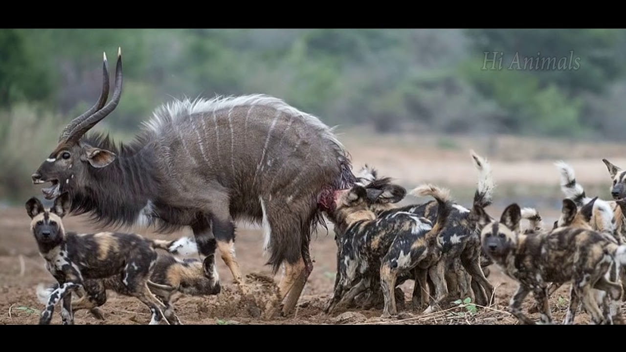 개코원숭이 vs 야생개 엄청난전투! Wild Dogs vs Baboon - YouTube