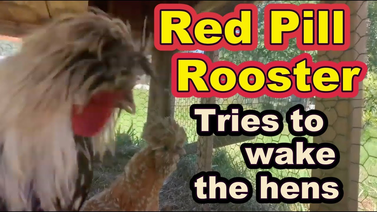 Red Pill Rooster Life on the Farm - Owen Benjamin - YouTube