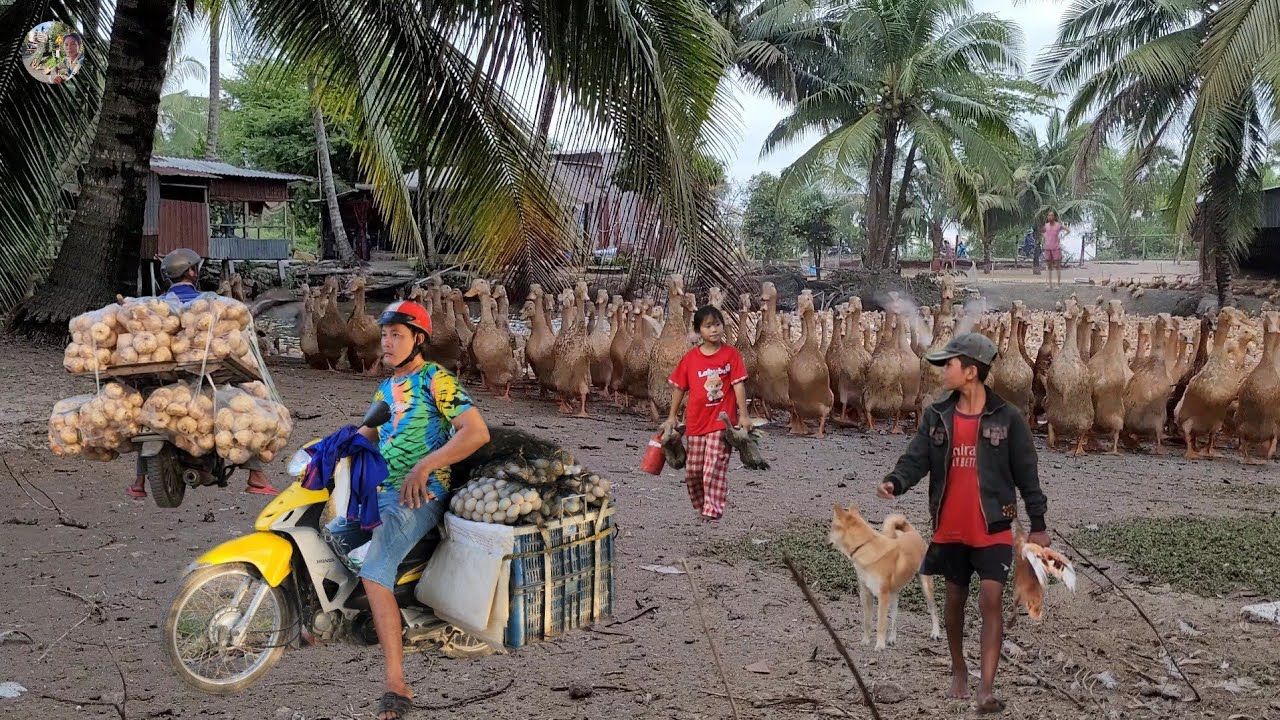 At dawn, 10,000 ducks are ready to frolic in the fields - at night ...