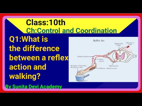 Q1:What is the difference between Reflex action and Walking? #sunita ...