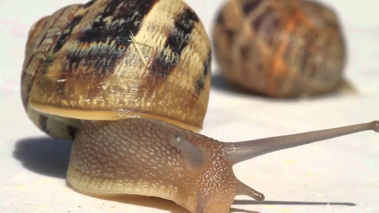 Macro snail / escargot - Canon EOS 7D Video - YouTube
