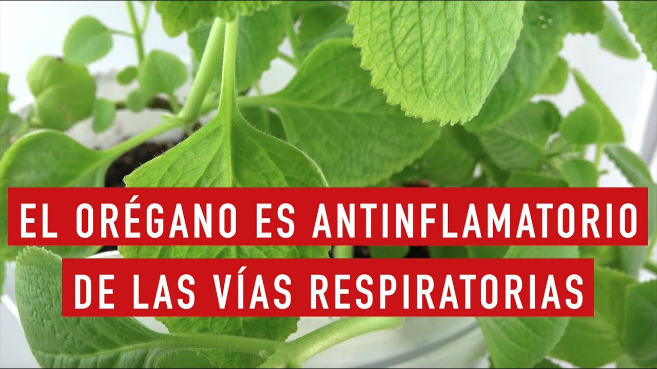 👉 EL MEJOR REMEDIO PARA LA TOS CON UNA 👉HIERBA 100 VECES MÁS PODEROSA ...