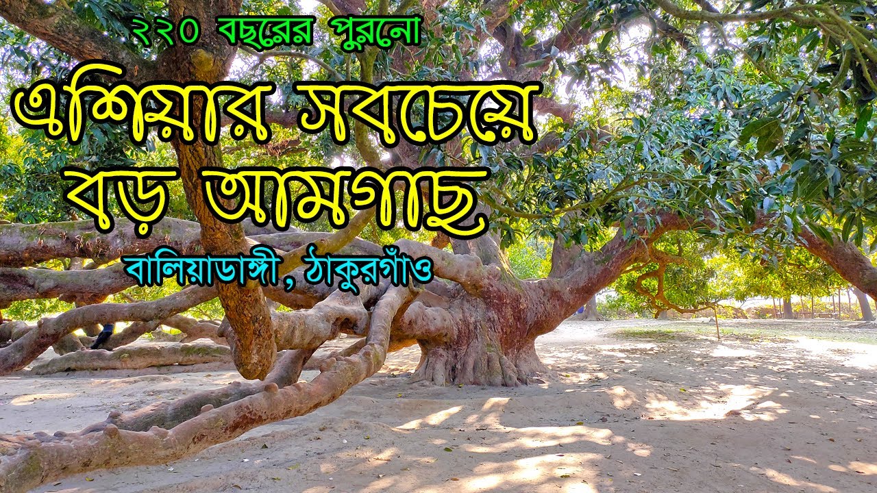 এশিয়ার সবচেয়ে বড় আম গাছ | Biggest Mango Tree in Asia | Baliadangi ...
