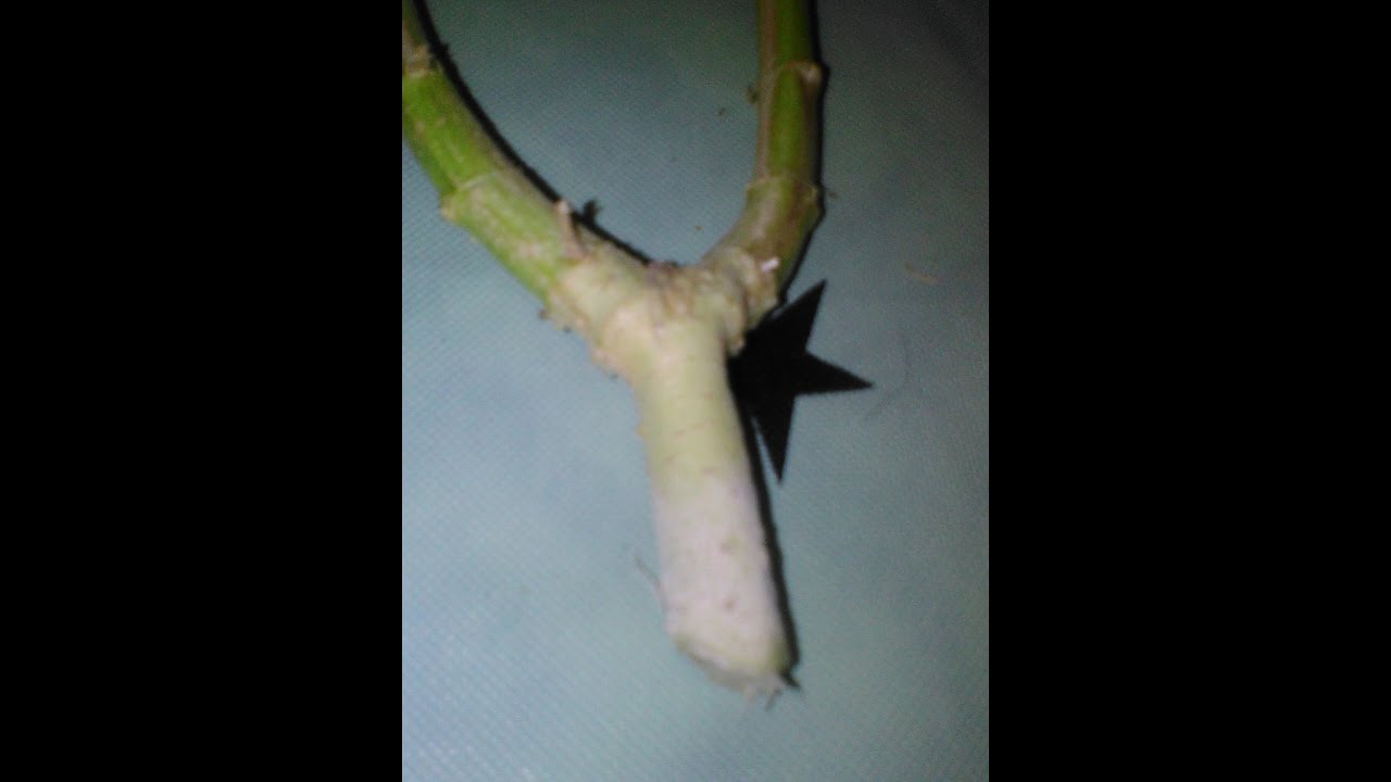 DU JAMAIS VUE,dans la W33D,unique aux monde de BCF.W33D - YouTube