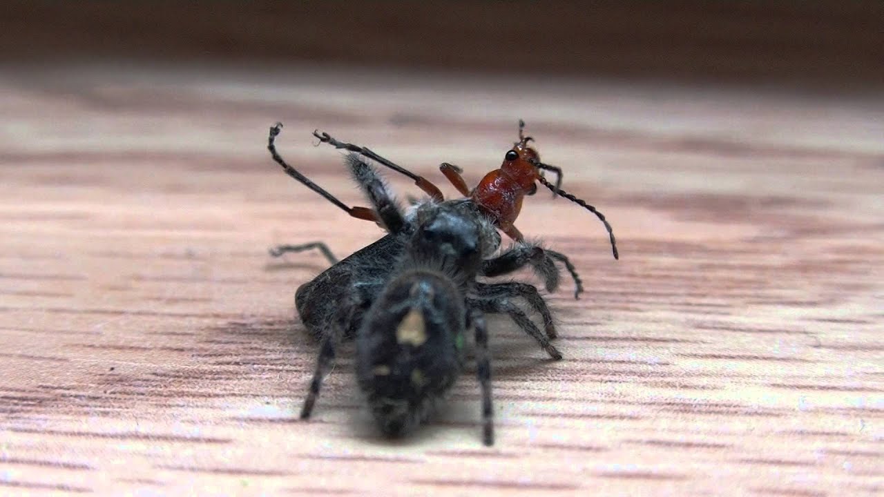Jumping Spider eating a beetle - YouTube