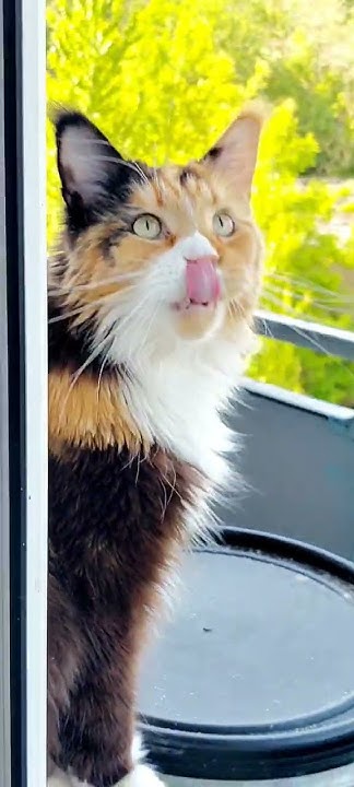 кошка, #cat #mainecoon #meow #веселыекоты #cute #kitten #красиваякошка #chat #animals # ...