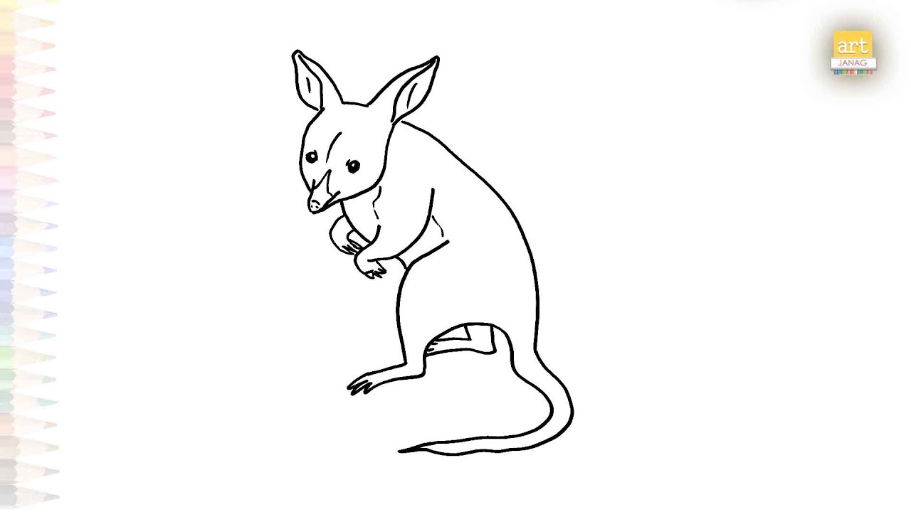 Bandicoot easy drawing | Art tutorial | How to draw A Bilby step by ...