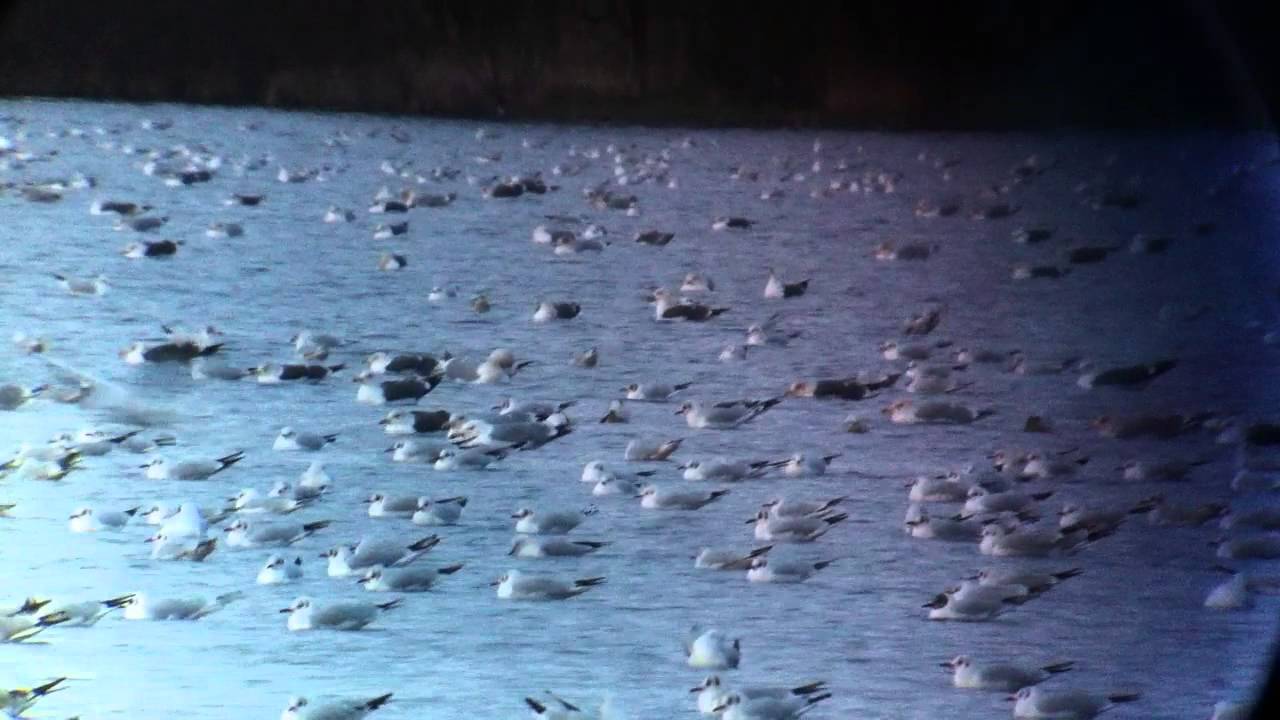 Caspian Gull - Chasewater Roost, Staffordshire - December 2013 - YouTube