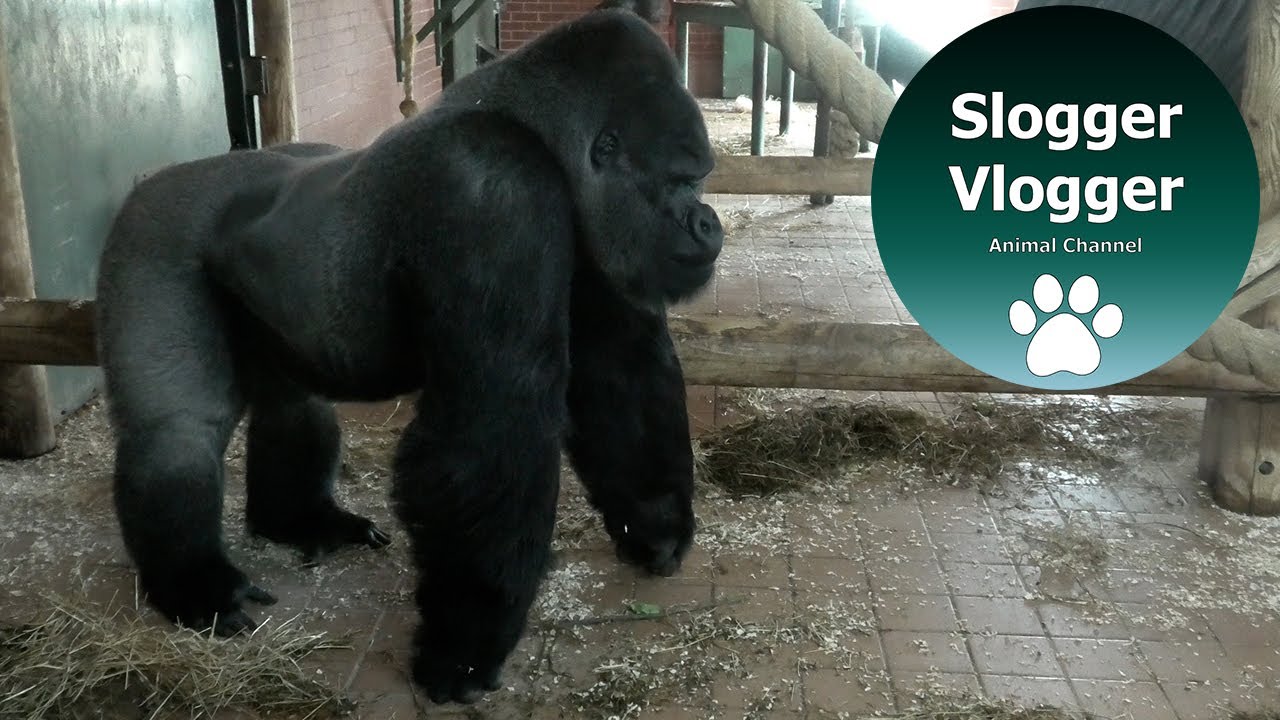 Gorilla Mother Is No Push Over Screaming At The Silverback - YouTube