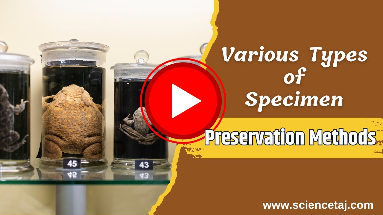Specimen Preservation Methods: Principle of Preservation #preservation ...