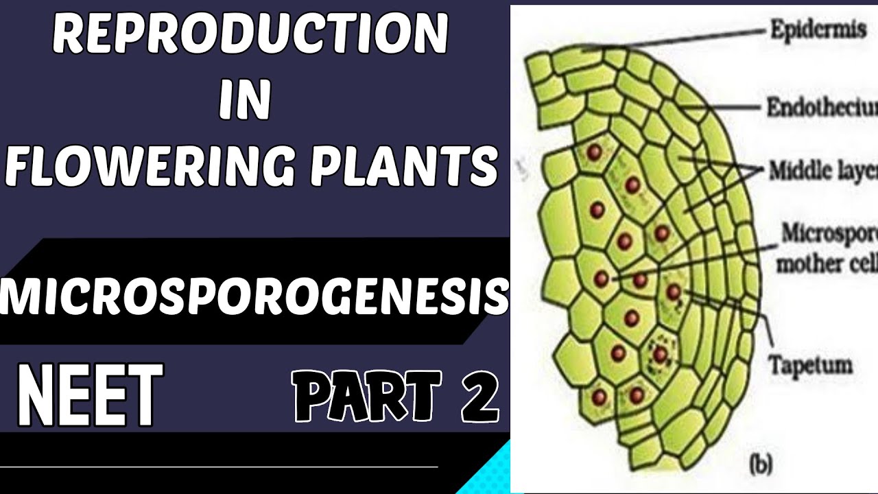 Microsporogenesis | sexual reproduction in flowering plants | class ...