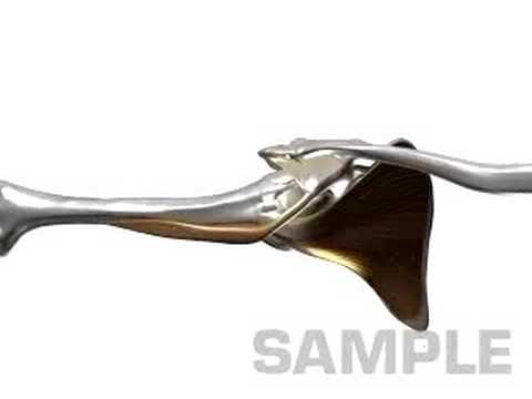 Shoulder Animation (with watermark) - YouTube