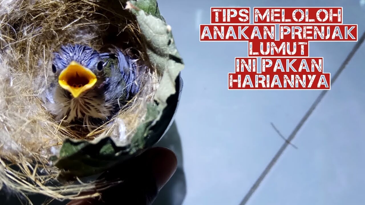 CARA MERAWAT ANAKAN PRENJAK LUMUT YANG MASIH LOLOHAN AGAR BISA HIDUP ...