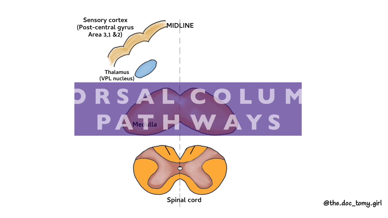 ASCENDING PATHWAYS | DORSAL COLUMN | ANTEROLATERAL SYSTEMS ...