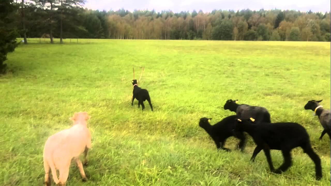 Estonian native sheep with GPS 20.09.2011 - YouTube