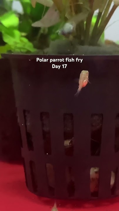 Polar parrot fish fry day 17 - YouTube