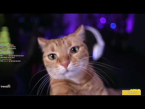 Elveda Şimo #şimo #elraenn #status