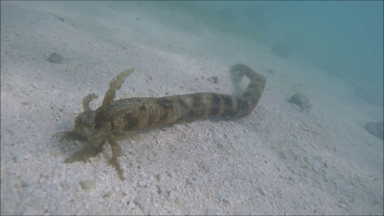 Synapta maculata, the snake sea cucumber - YouTube