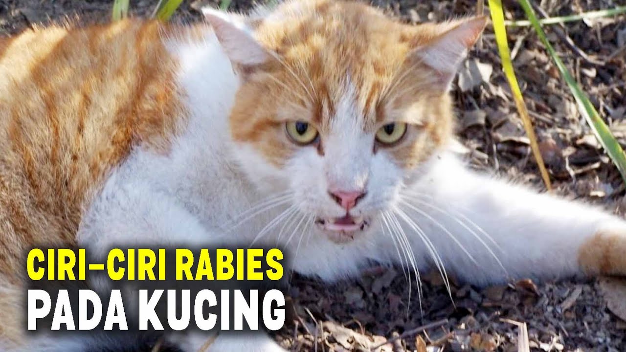 WASPADA.!😱 Inilah Ciri-ciri Kucing & Anjing yang Terkena Rabies dan ...