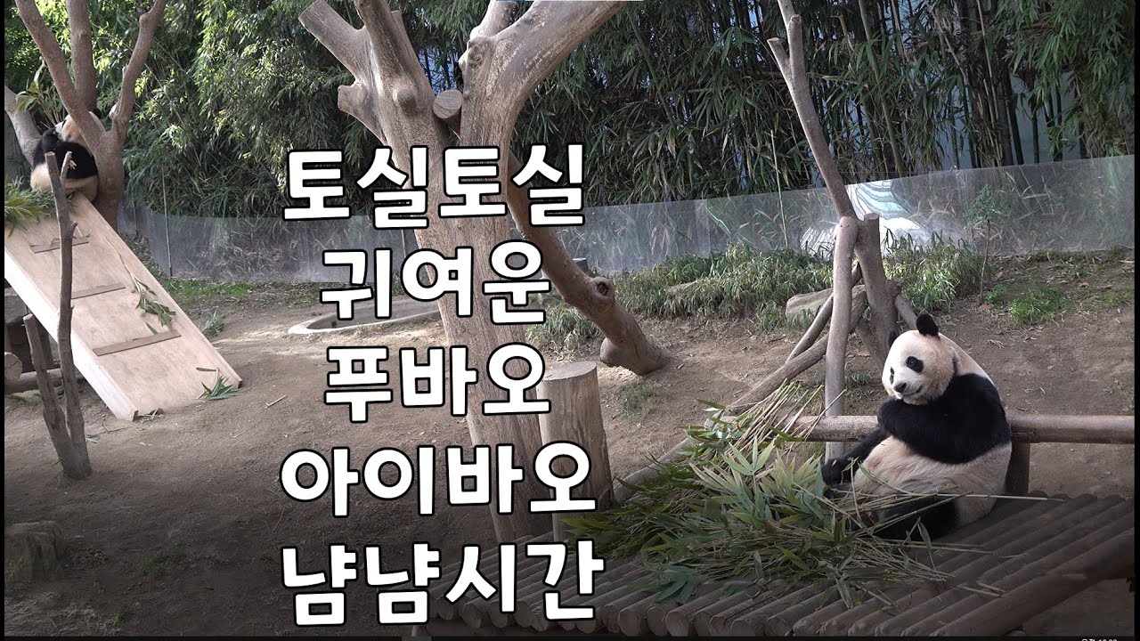 에버랜드 판다 아기판다 푸바오와 아이바오 모녀 토실토실 귀여운 모녀 판다 햇살 받으며 대나무 냠냠하는 사랑스러운 모습~ 힐링 판다 Youtube