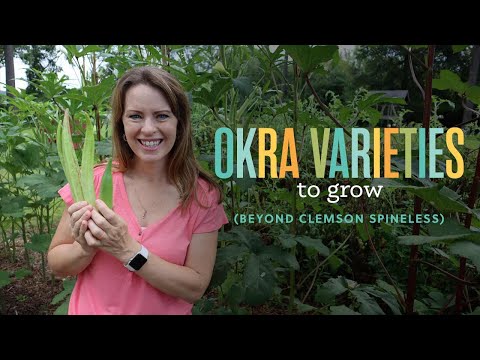 Okra Varieties That Are Less Gooey, Tender When Large, and Nematode Resistant
