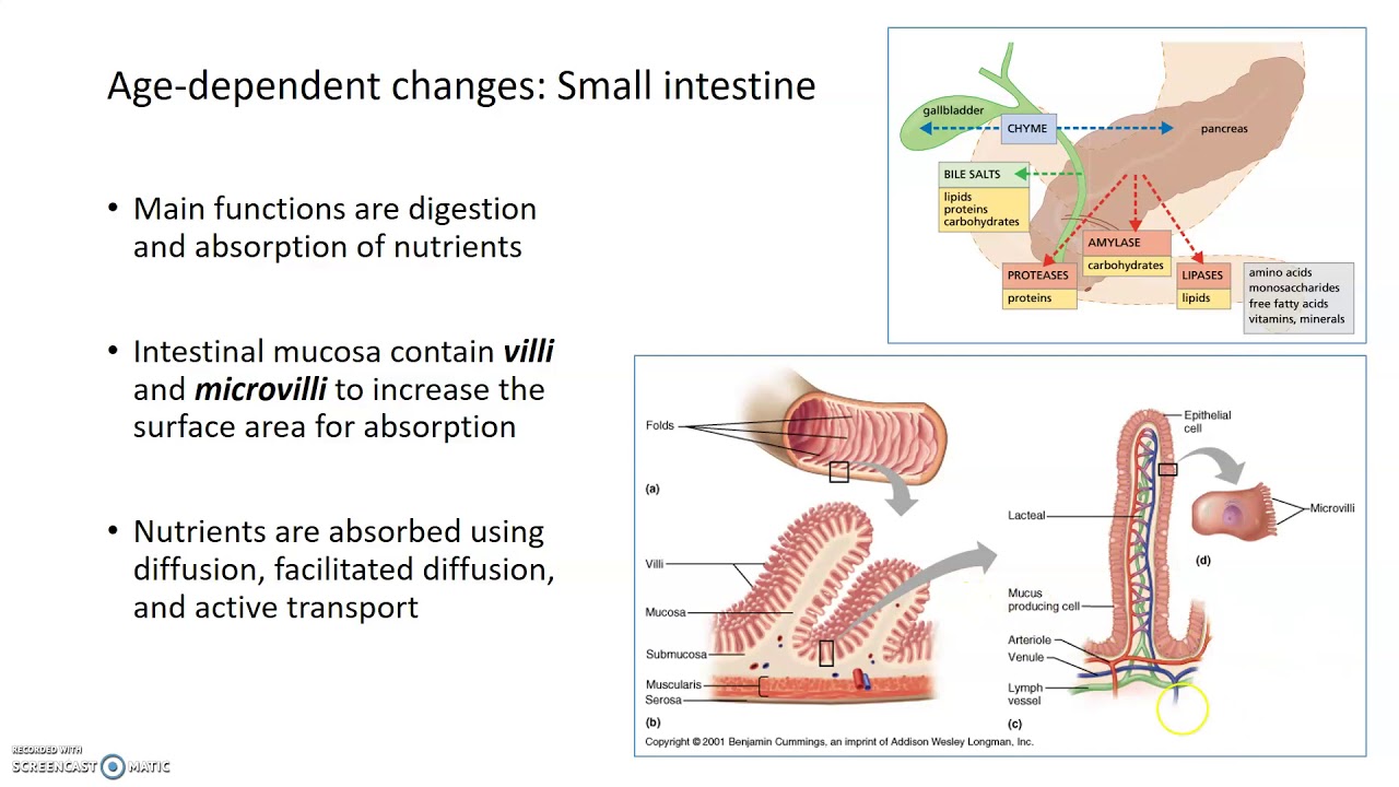 Aging Digestive System: Small Intestine - YouTube