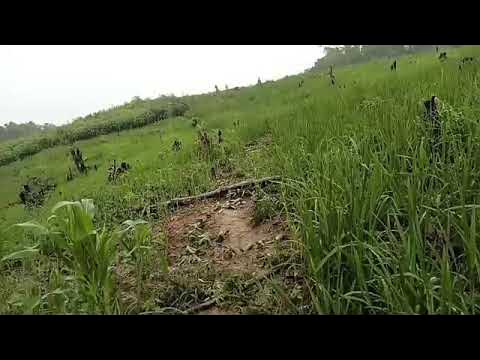 Ntuj los nag loj heev - YouTube