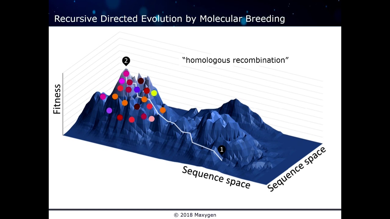 Maxygen Directed Evolution Molecular Breeding - YouTube