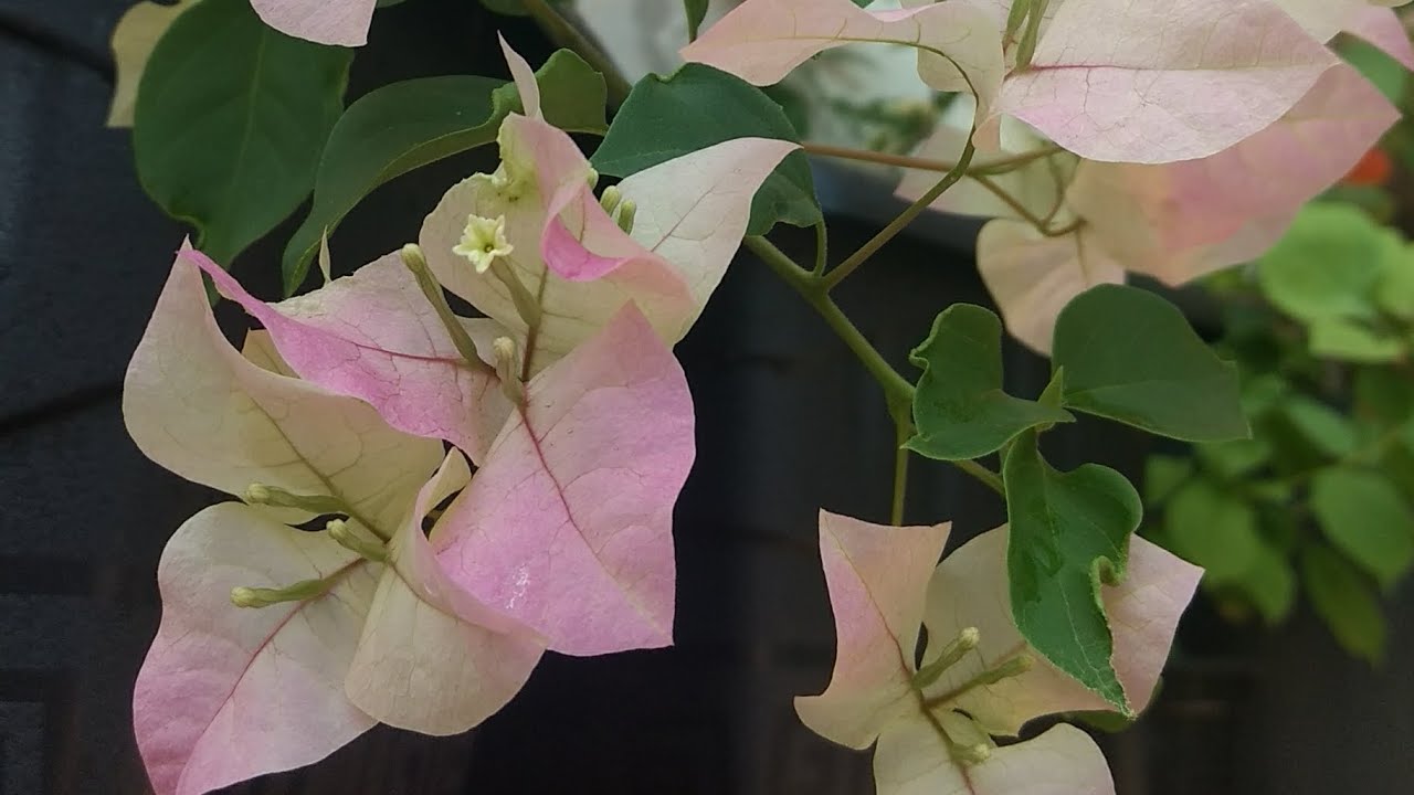 bougainvillea imperial delight(primavera mesclada) - YouTube