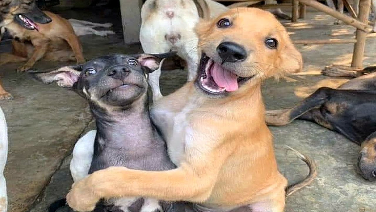 Try Not To Laugh With These Funny Pets - Funniest Cats and Dogs - YouTube