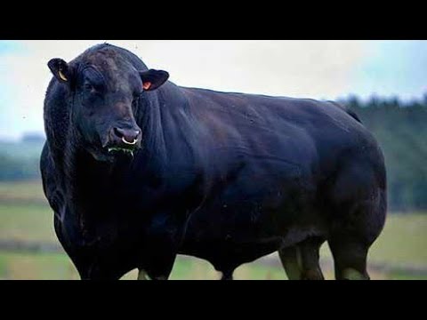 Top 5 Cattle Breeds of the Planet: The World’s Best Beef and Dairy ...