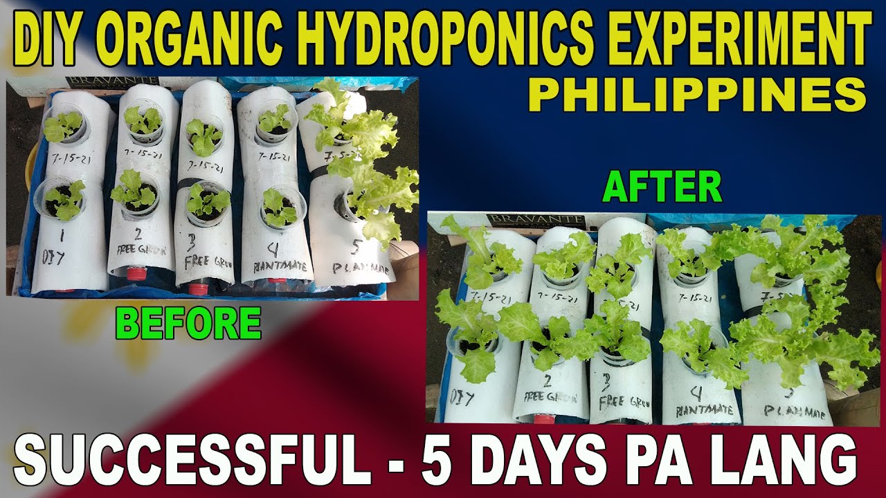 DIY Organic HYDROPONICS Experiment - AFTER 5 Days | DIY Hydroponics ...