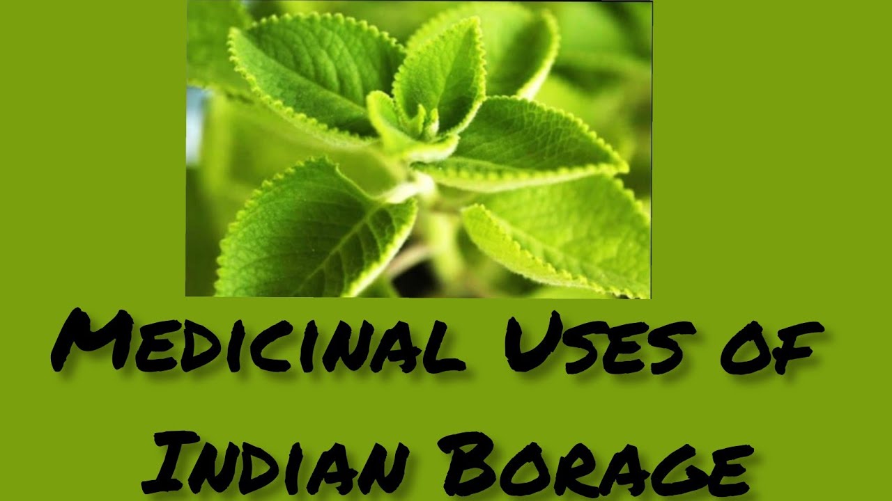 Medicinal Uses of Herbal Plant Indian Indian Borage||AswaSree Vlogs ...