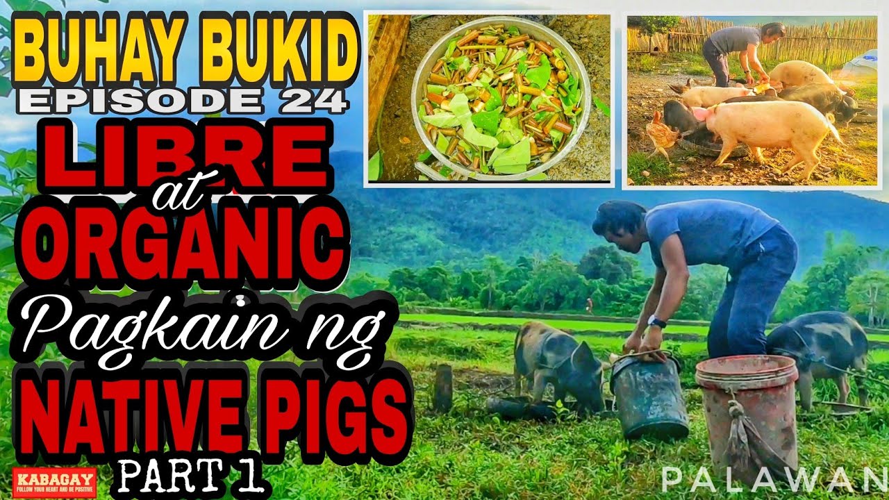Organic na Pagkain ng Native Pigs | Part 1 | Buhay Bukid - YouTube